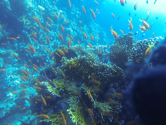 Sharm el Sheikh: The Precious Jewel In The Realm of Scuba Diving
